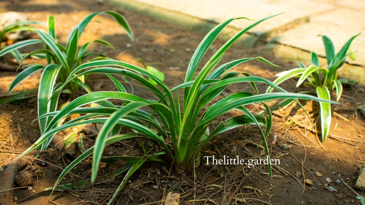 How to Revive A Spider Plant From Drooping: 2 Main Causes and Solution