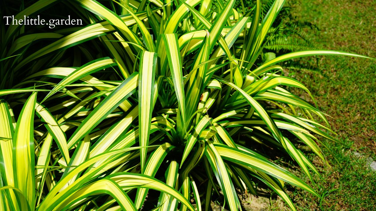 How to Revive A Spider Plant From Drooping: 2 Main Causes and Solution