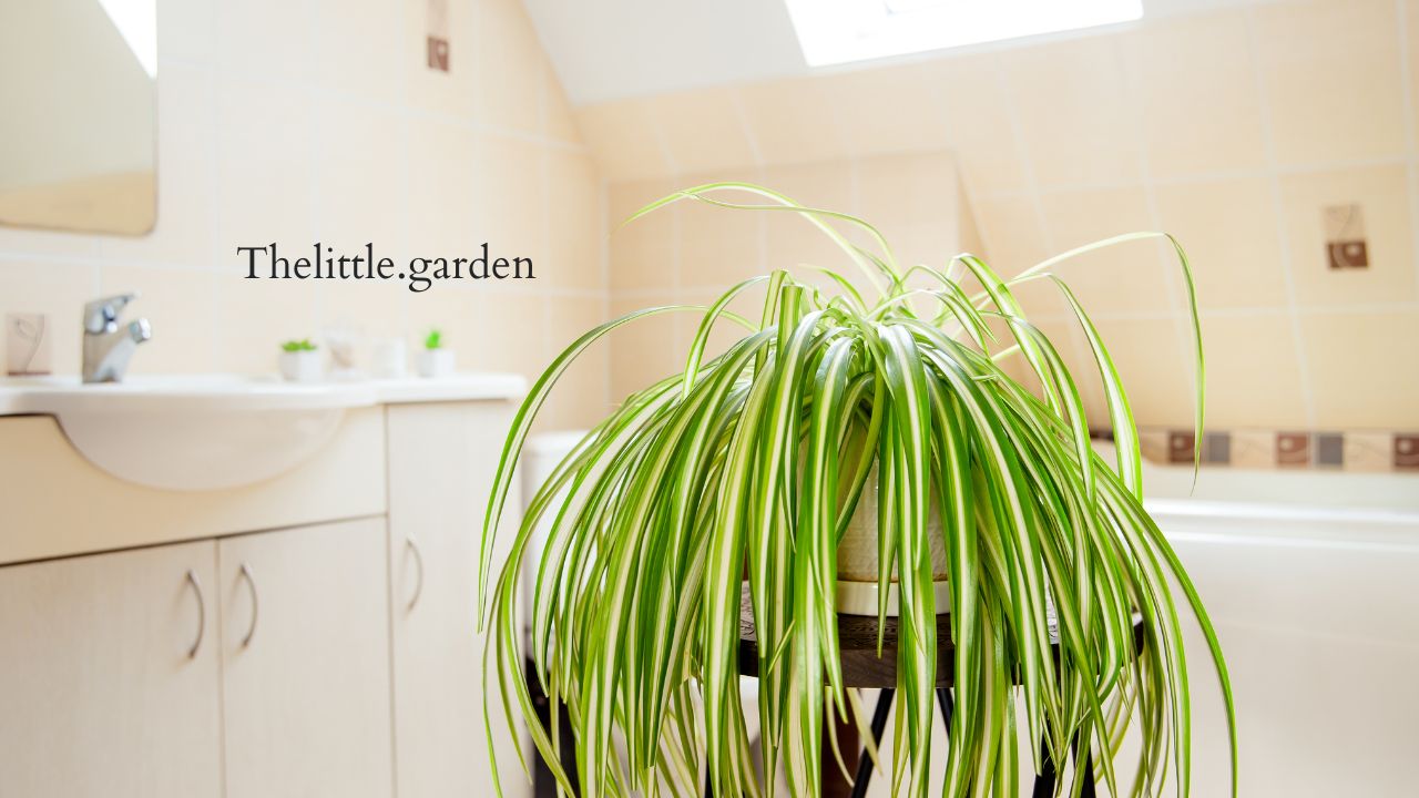 How to Revive A Spider Plant From Drooping: 2 Main Causes and Solution