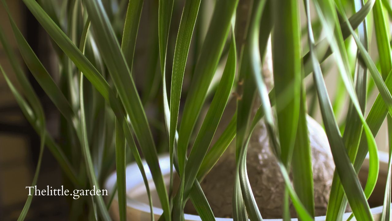 ponytail-palm-drooping-5-common-causes