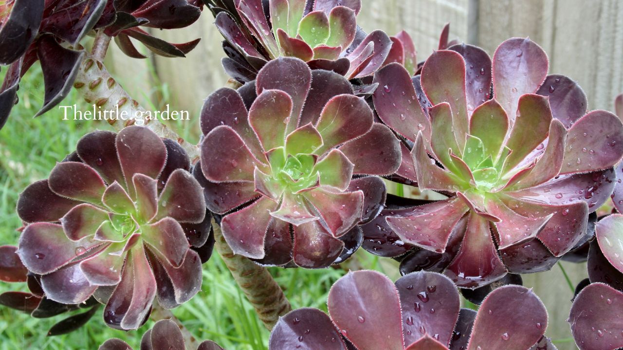 8 Reasons Why Aeonium Leaves Falling Off