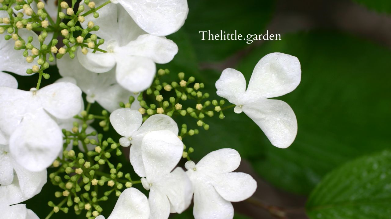10 Annabelle Hydrangea Problems