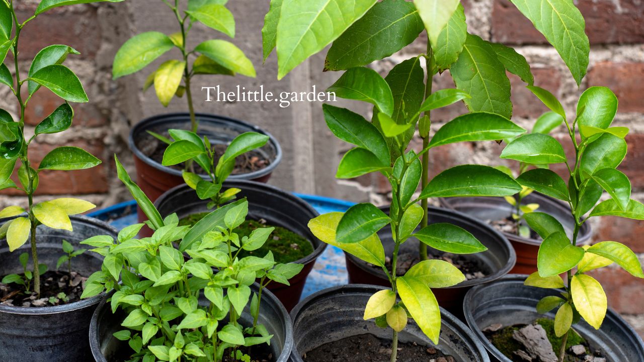 Avocado Growth Stages: 6 Phrases of Life