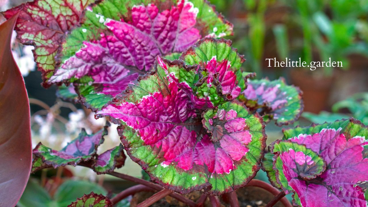 Begonia Rex Soil & A Short Care Guide
