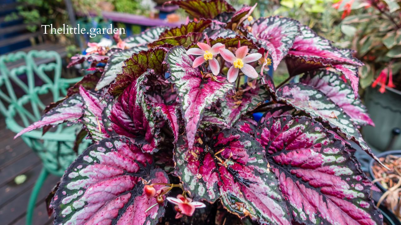 Begonia Rex Soil & A Short Care Guide