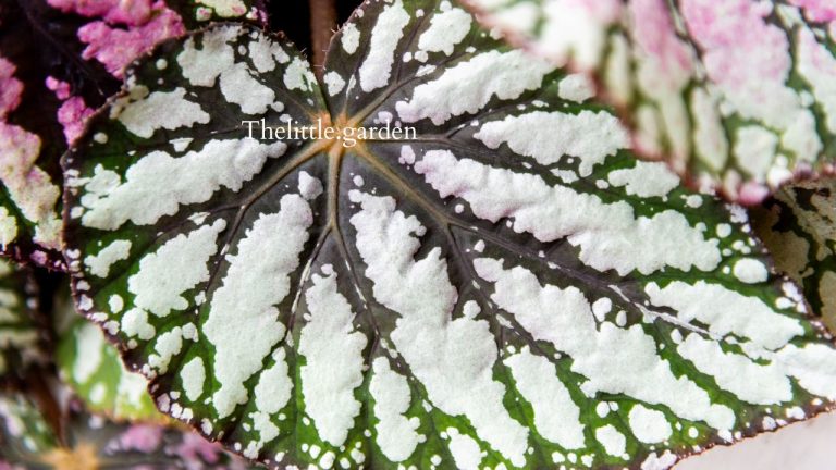Begonia Rex Soil & A Short Care Guide
