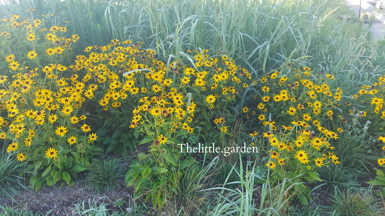 Black Eyed Susan Transplant