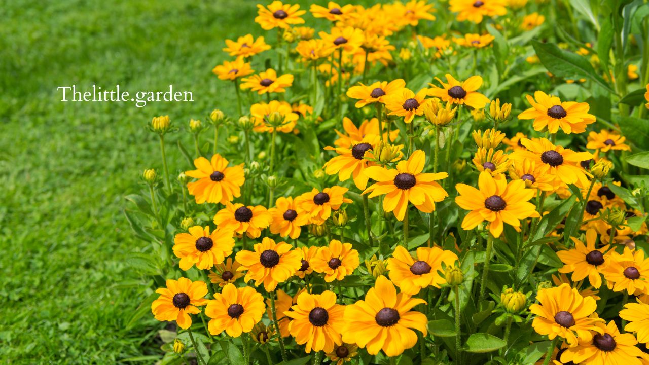 When To Transplant Black Eyed Susan Plants