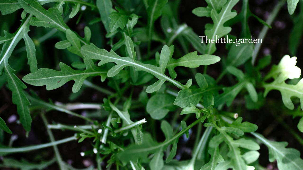 Black Spots on Arugula: 5 Common Causes and Solutions - The Little Garden