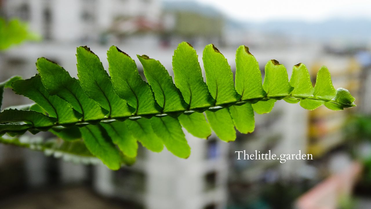Boston Fern Temperature Range Celsius