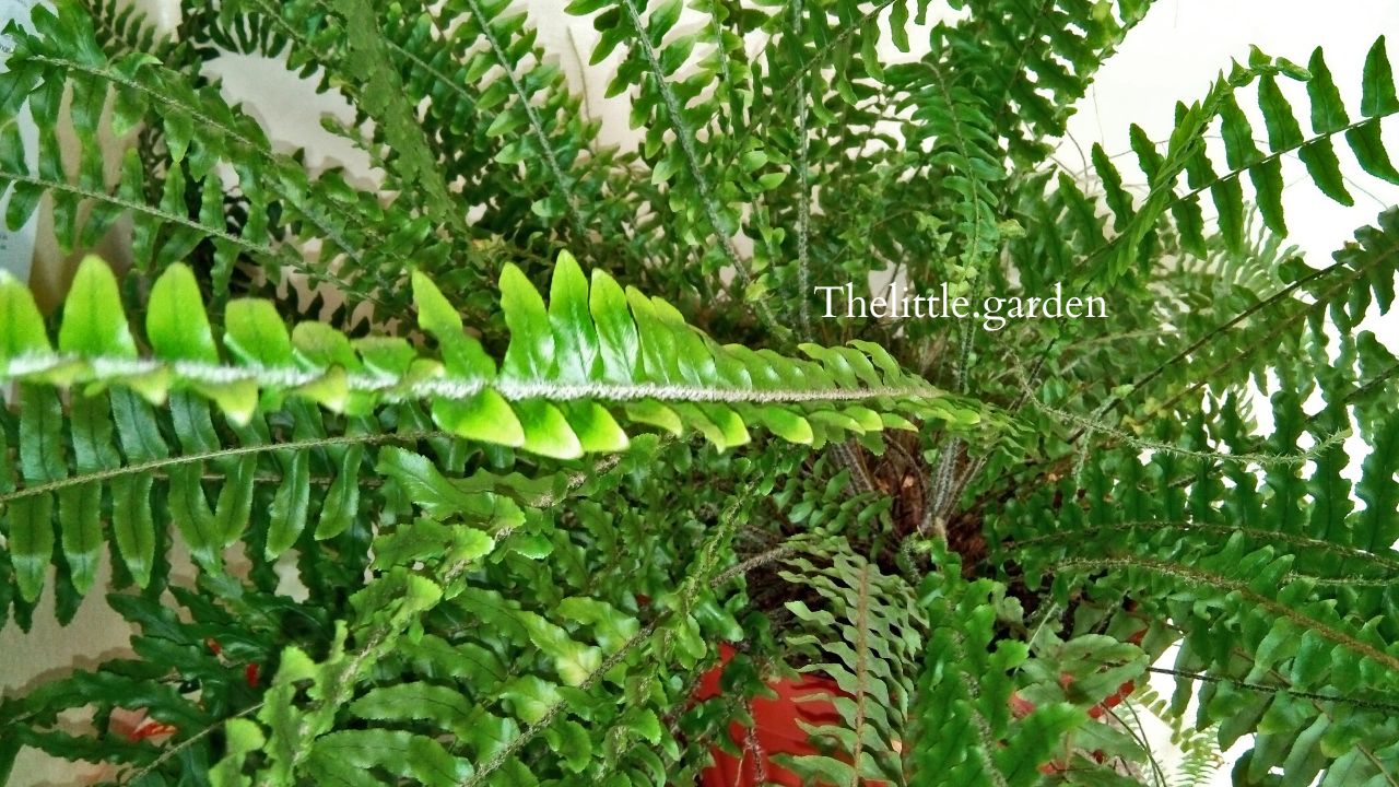 Boston Fern Temperature Range Celsius