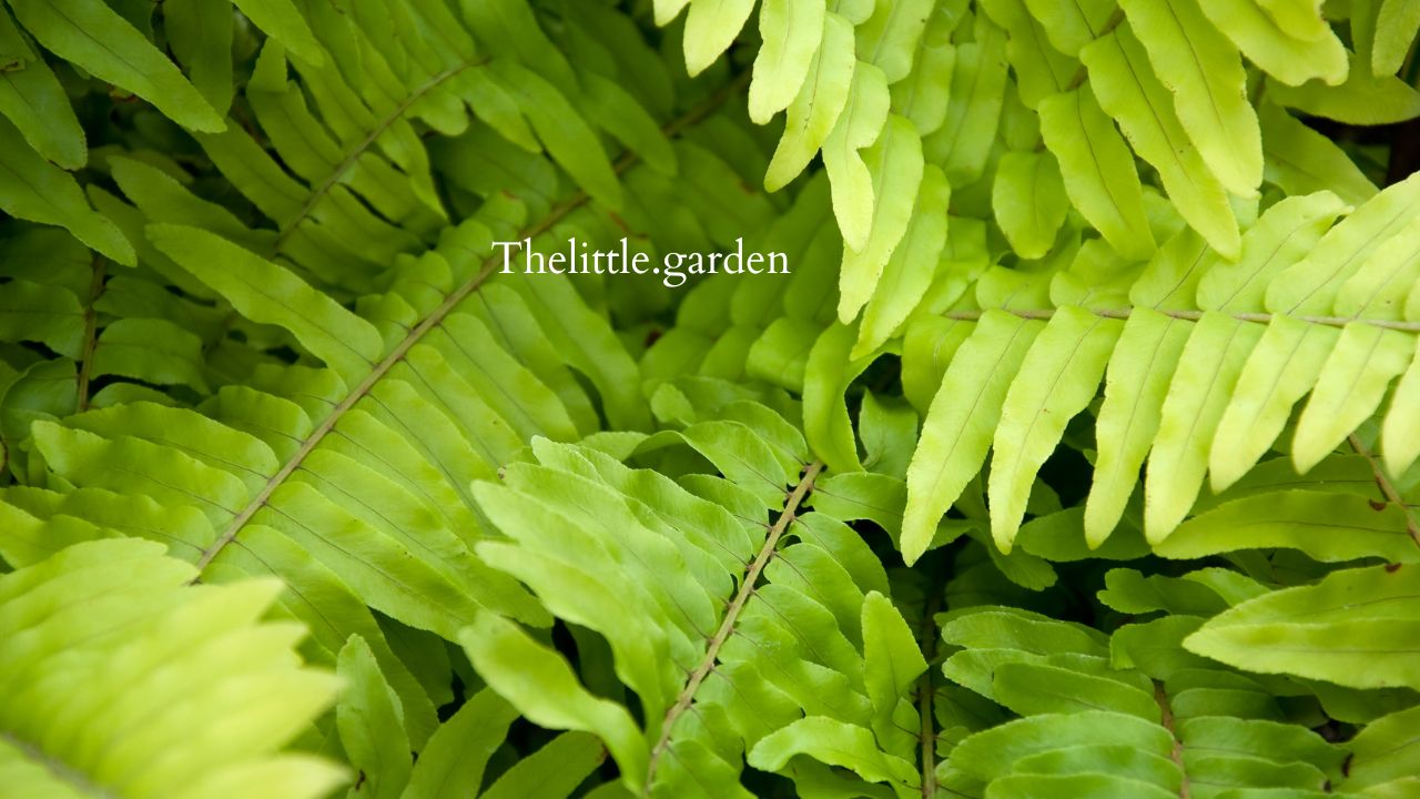 Boston Fern Temperature Range Celsius