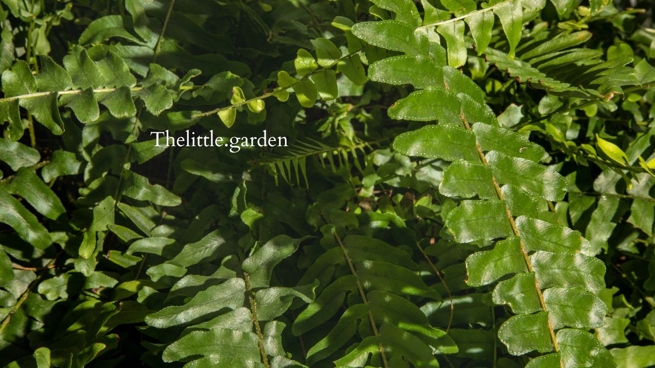 Boston Fern Temperature Range Celsius