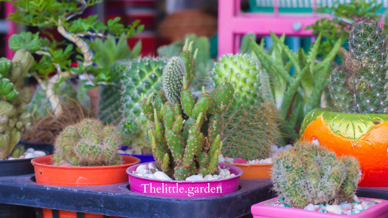 Cactus Growing Skinny on Top: 4 Reasons - The Little Garden