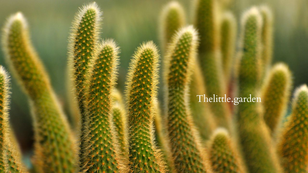 Cactus Growing Skinny on Top: 4 Reasons