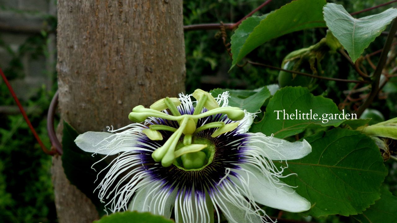 Can You Grow Passion Fruit Indoors?