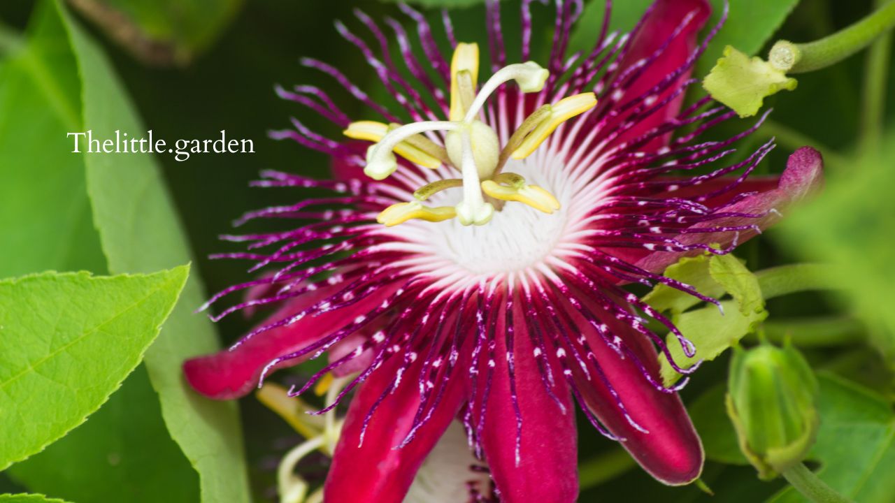 Can You Grow Passion Fruit Indoors?