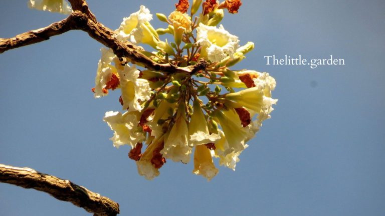China Doll Plant Drooping: 4 Top Causes and How To Revive Your Plant's ...