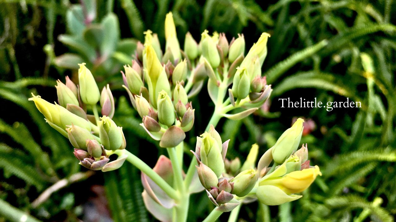 Chocolate Fingers Plant: Cotyledon orbiculata var. "Oophyla Lady Fingers"
