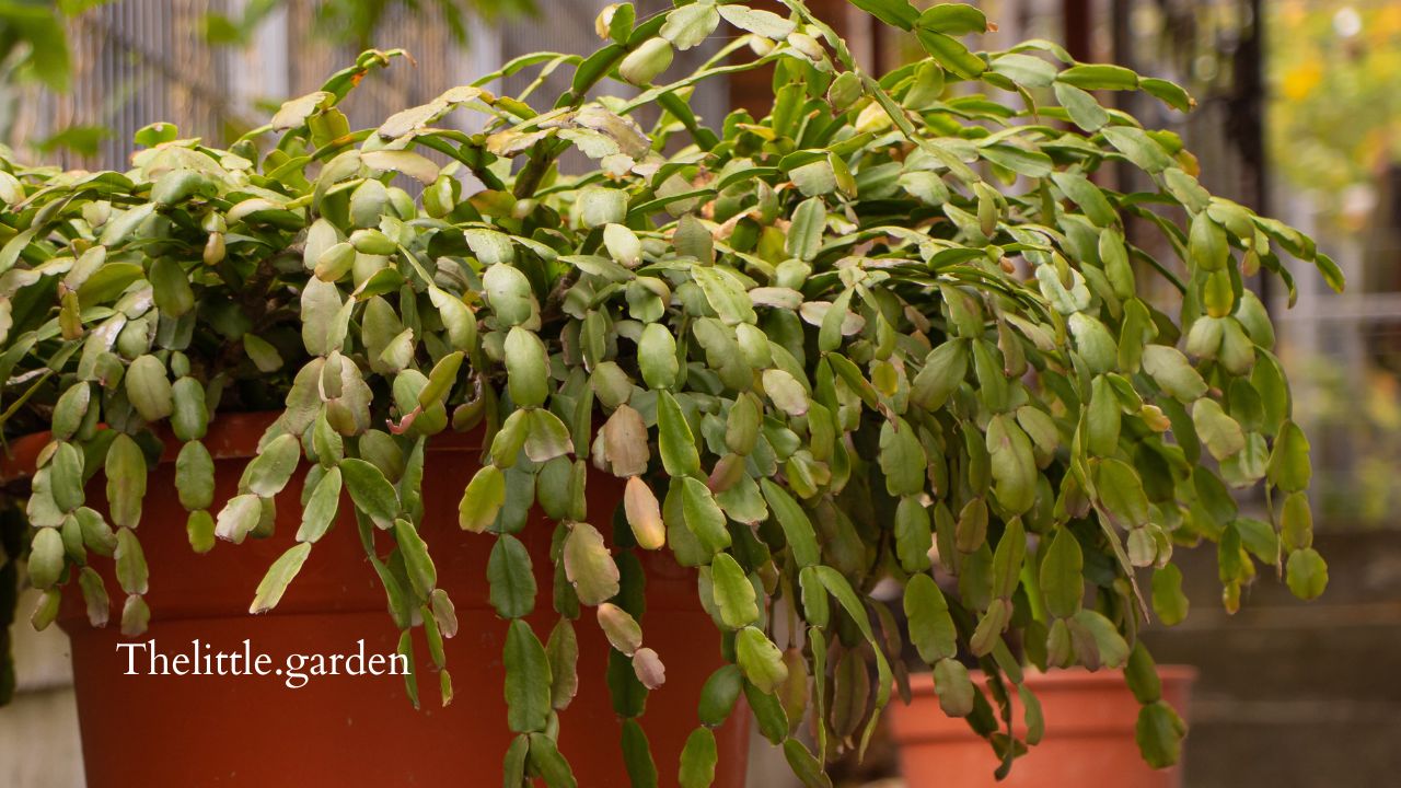 Christmas Cactus Leaves Turning Yellow: 5 Reasons To Consider