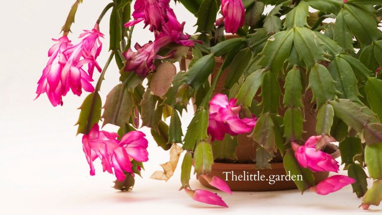 Christmas Cactus Turning Brown: 10 Reasons and How to Bring It Back to Life