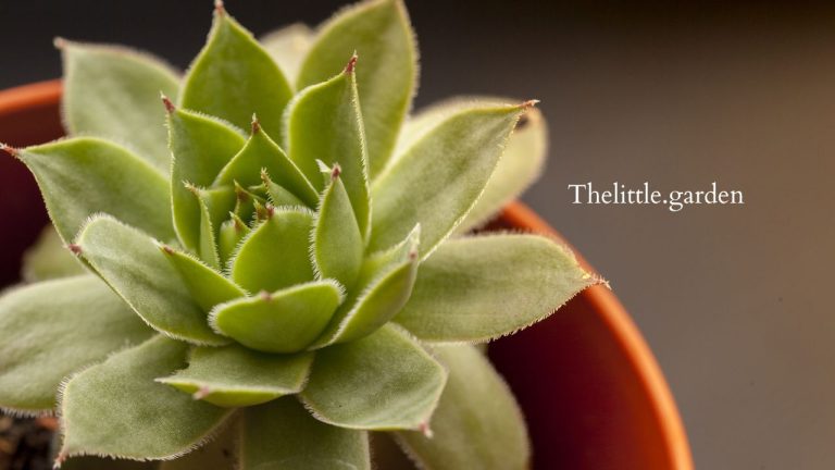 Common Houseleek Propagation & Basic Care