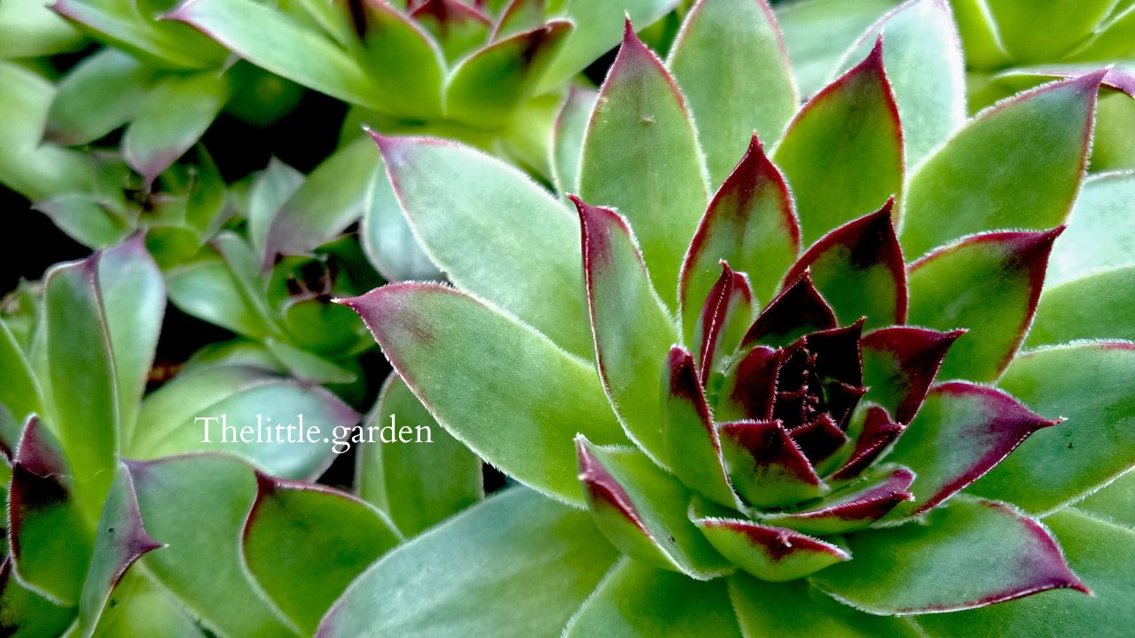 Common Houseleek Propagation & Basic Care