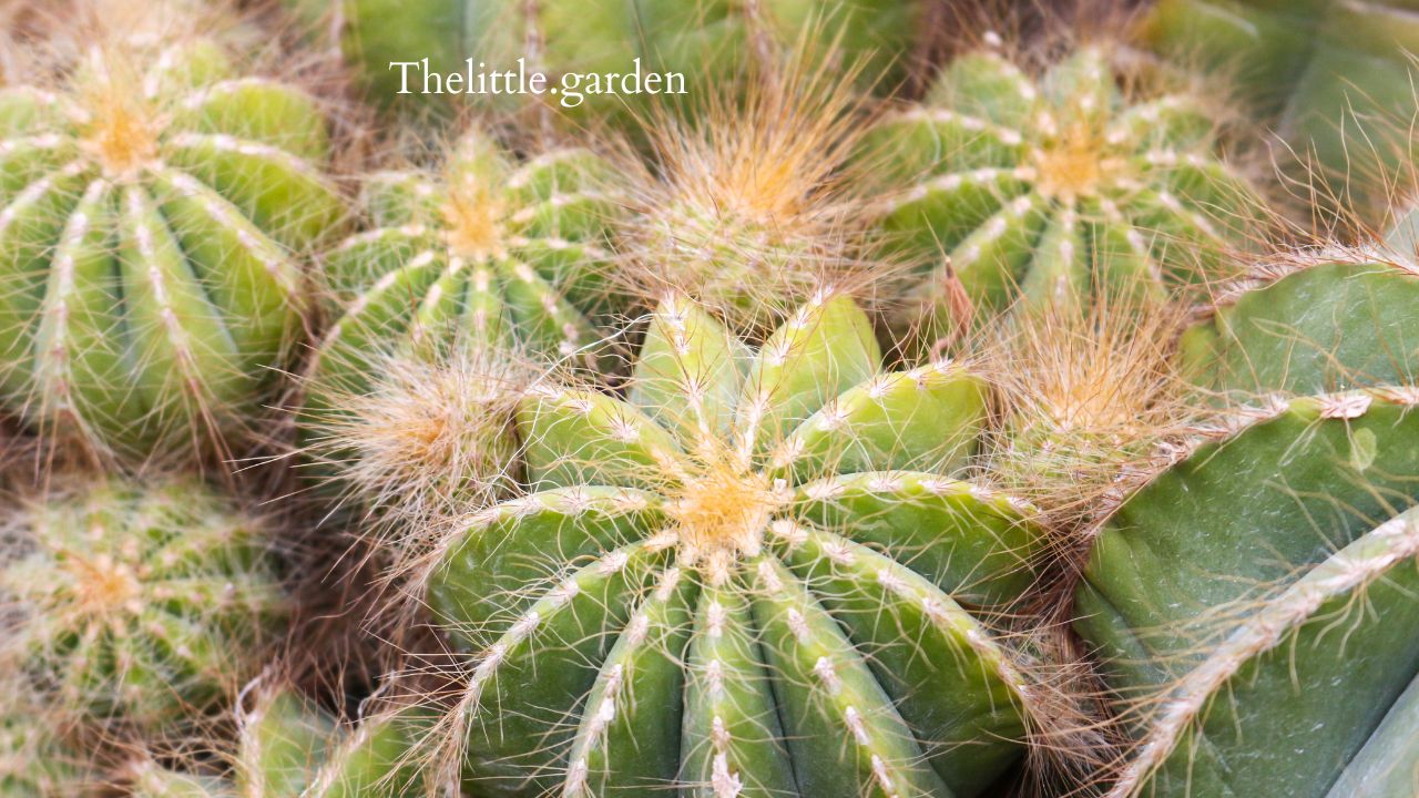 The Domino Cactus Pups: Easy Guide to Care and Maintenance