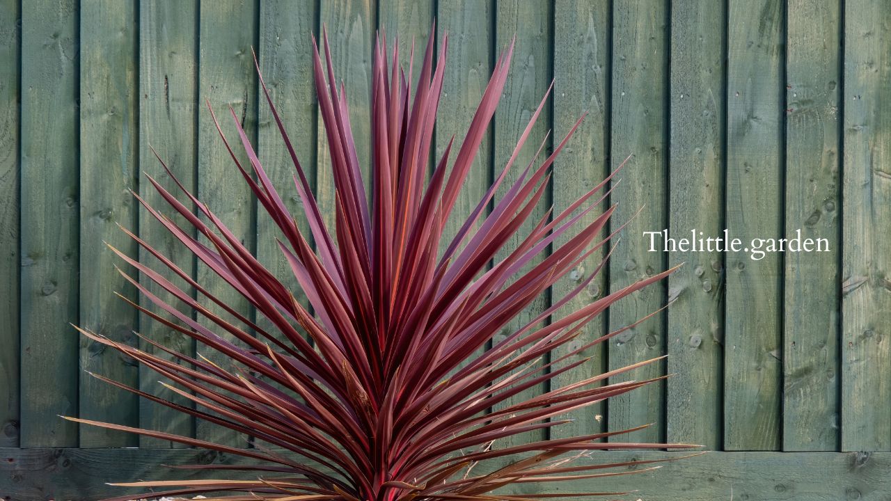 Dracaena Red Star: A Distinctive Addition to Your Garden