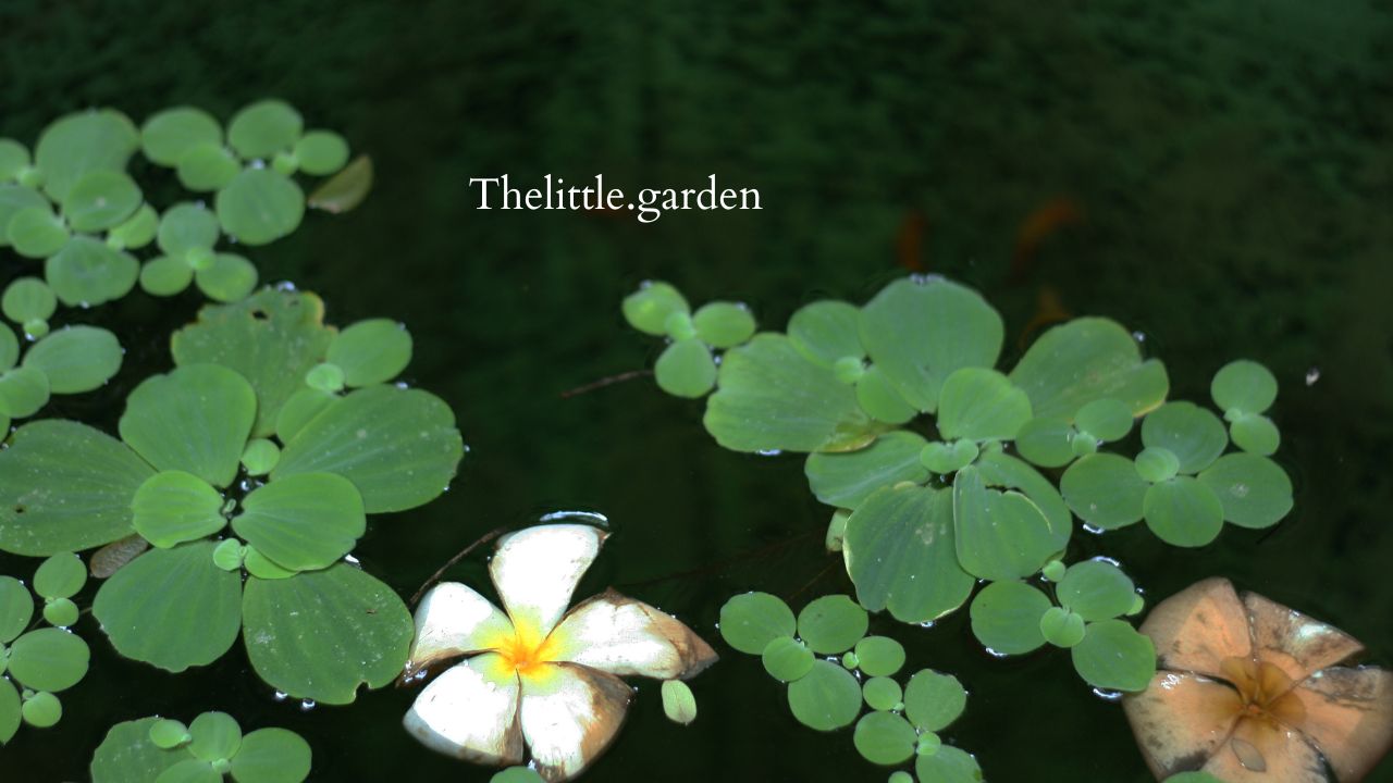 Florida Water Plants: Enhancing Your Garden and Protecting the Environment