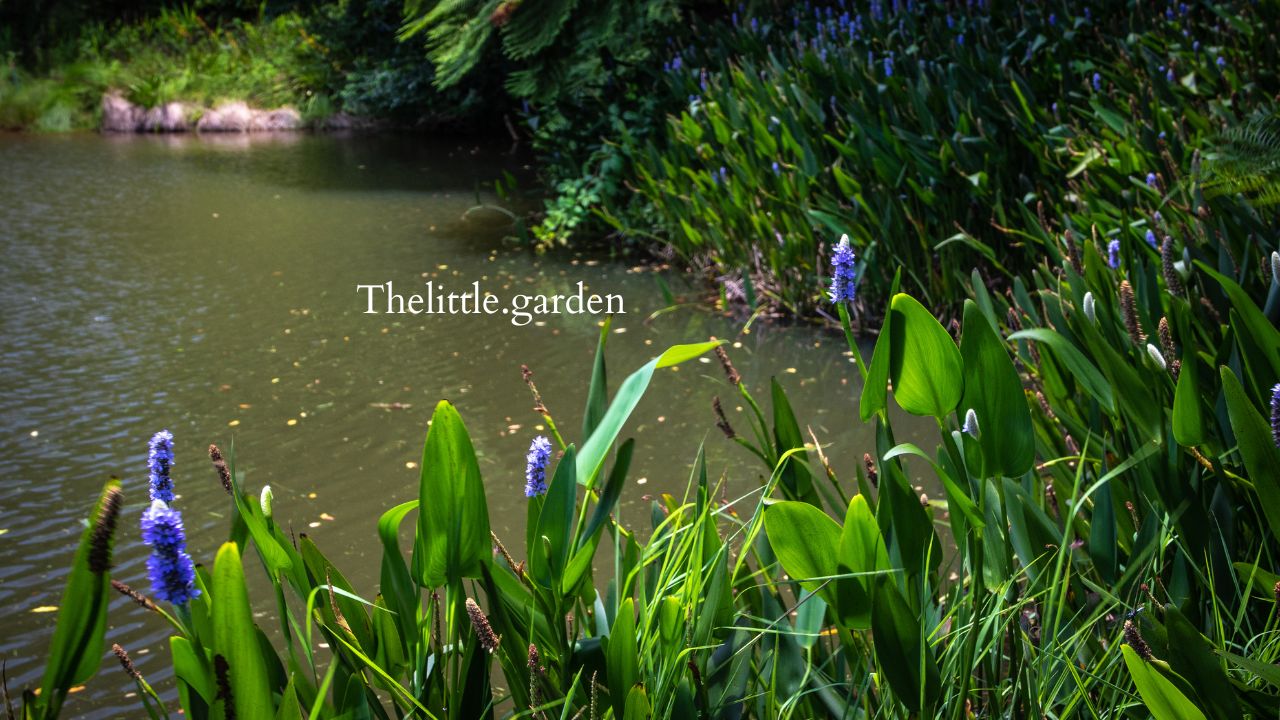 Florida Water Plants: Enhancing Your Garden and Protecting the Environment