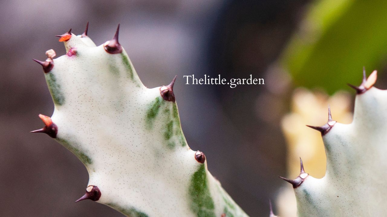 The Captivating 'White Ghost Cactus': A Comprehensive Ghost Cactus Care