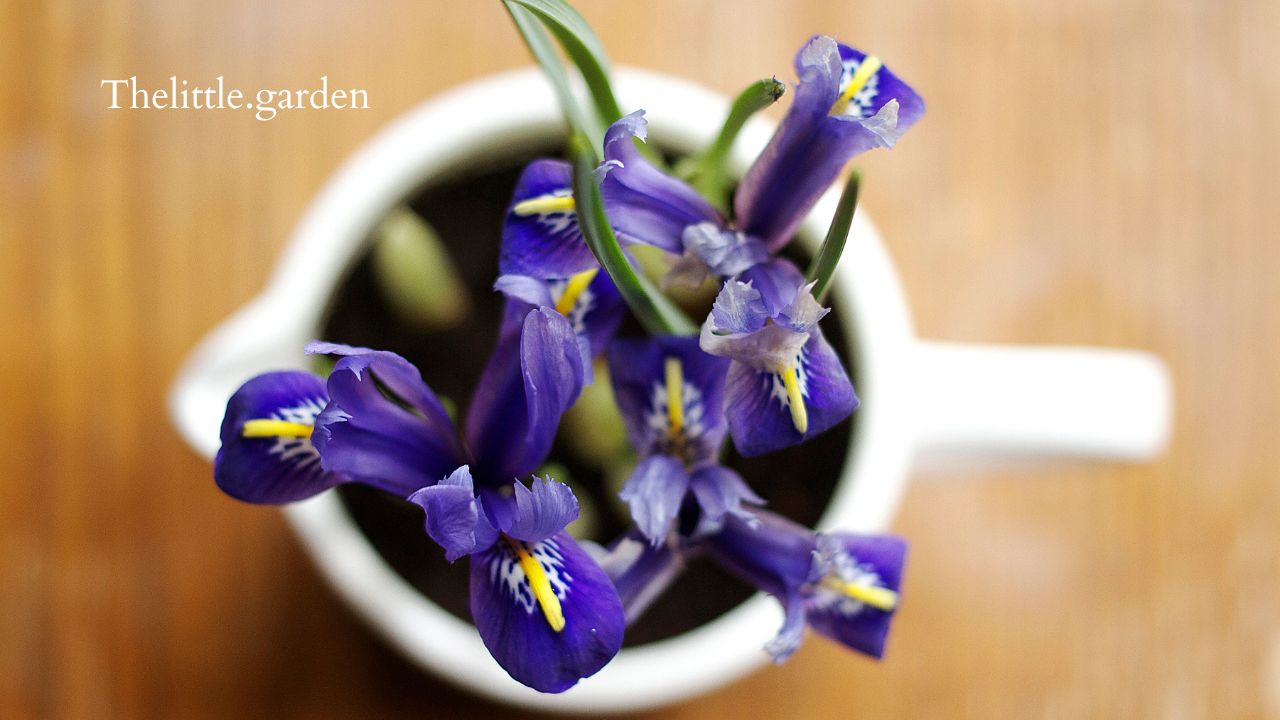 How to Successfully Grow Iris from Seed