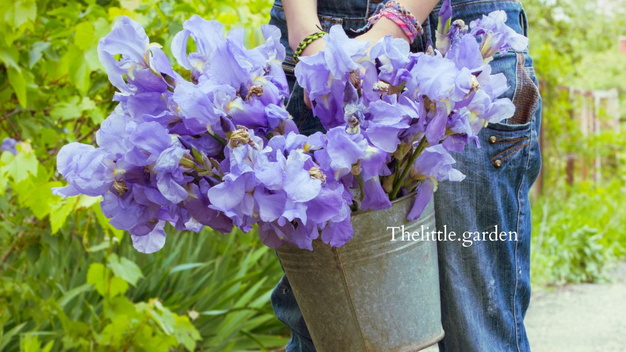 How to Successfully Grow Iris from Seed