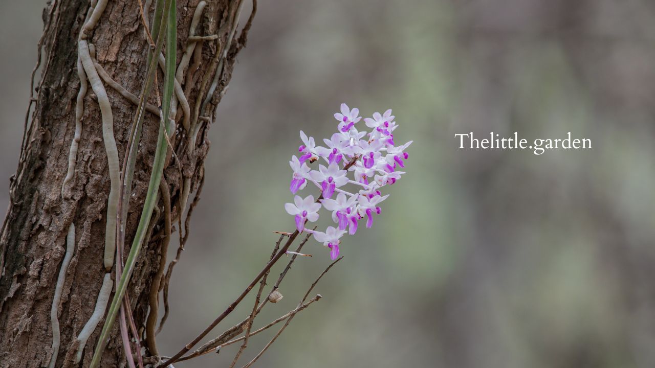 How to Grow Orchids without Soil: 5 Super Easy Ways for You