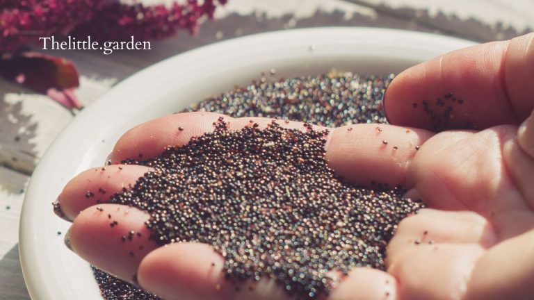 Growing Amaranth in Pots: A Hassle-Free Guide for Bountiful Greens ...
