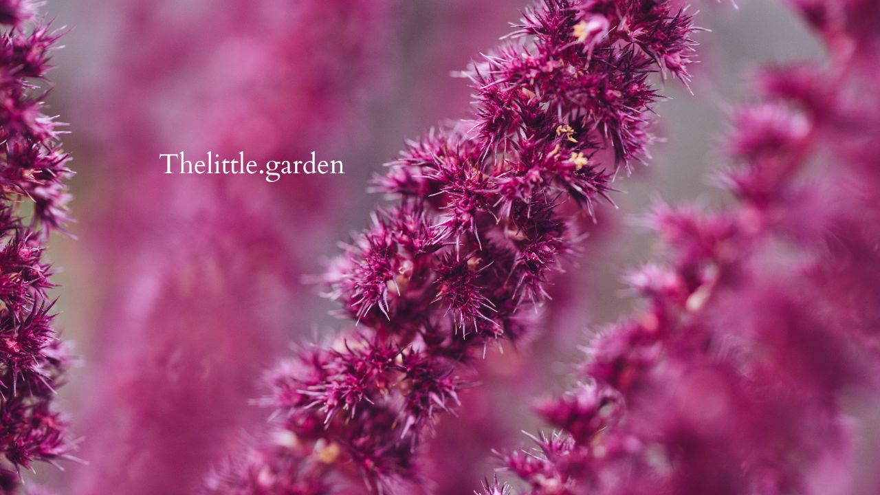 Growing Amaranth in Pots: A Hassle-Free Guide