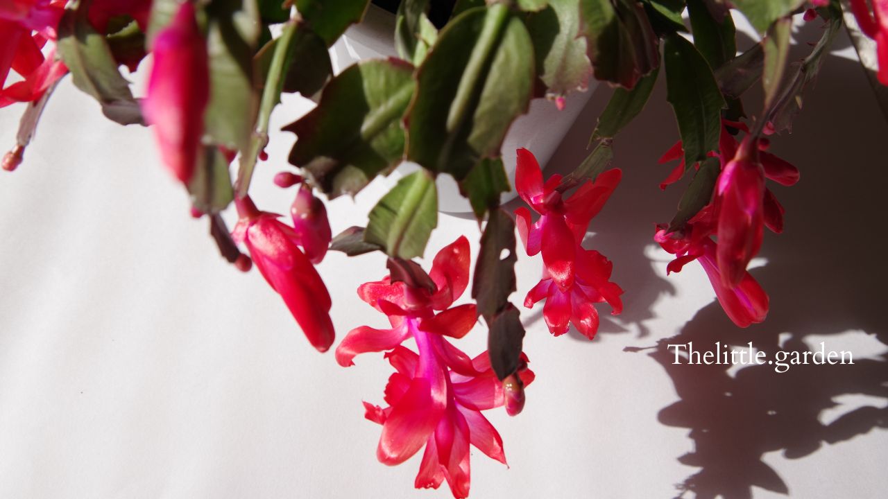 How To Revive A Wilted Christmas Cactus: 3 Main Causes & 9 Possible ...