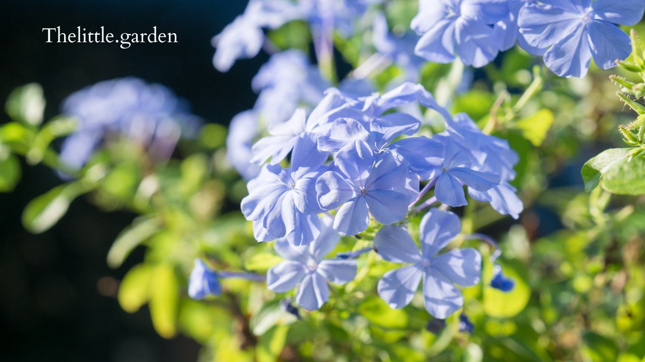 How to Make Duranta Grow Faster and Have Healthier Blooms!