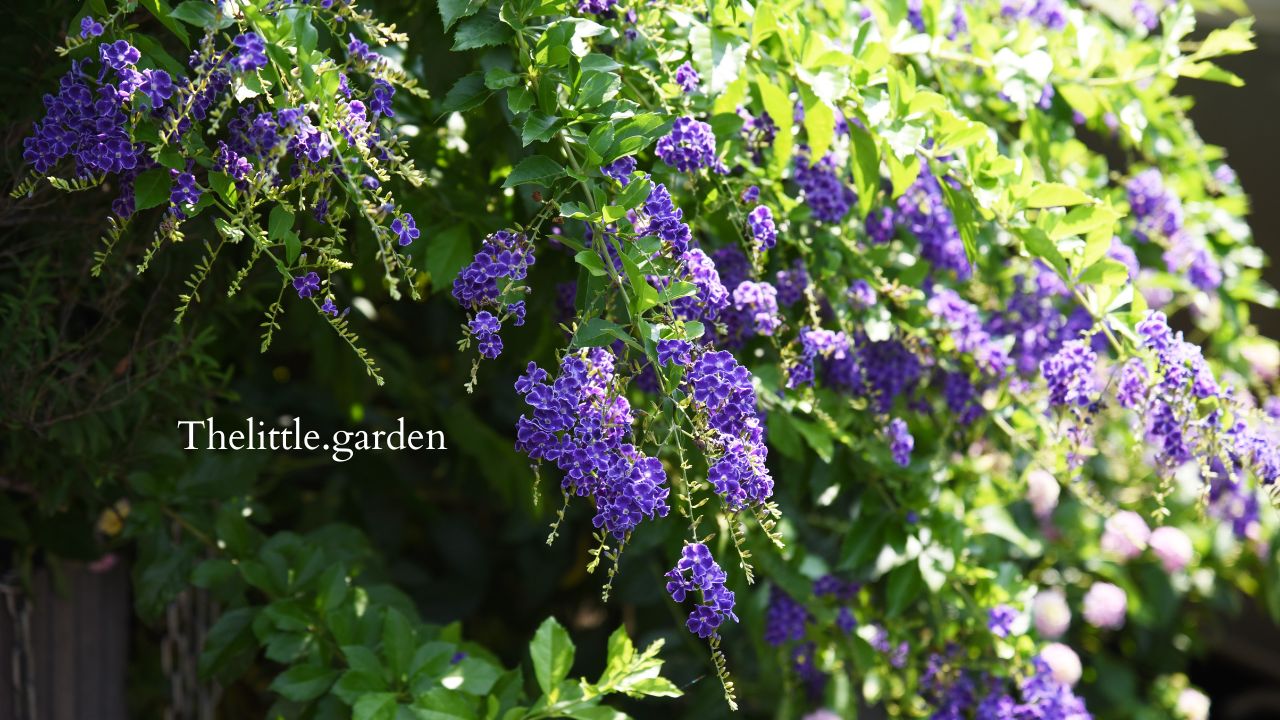 How to Make Duranta Grow Faster and Have Healthier Blooms!