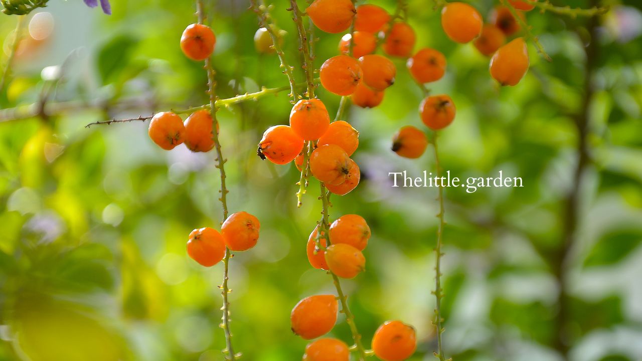 How to Make Duranta Grow Faster and Have Healthier Blooms!