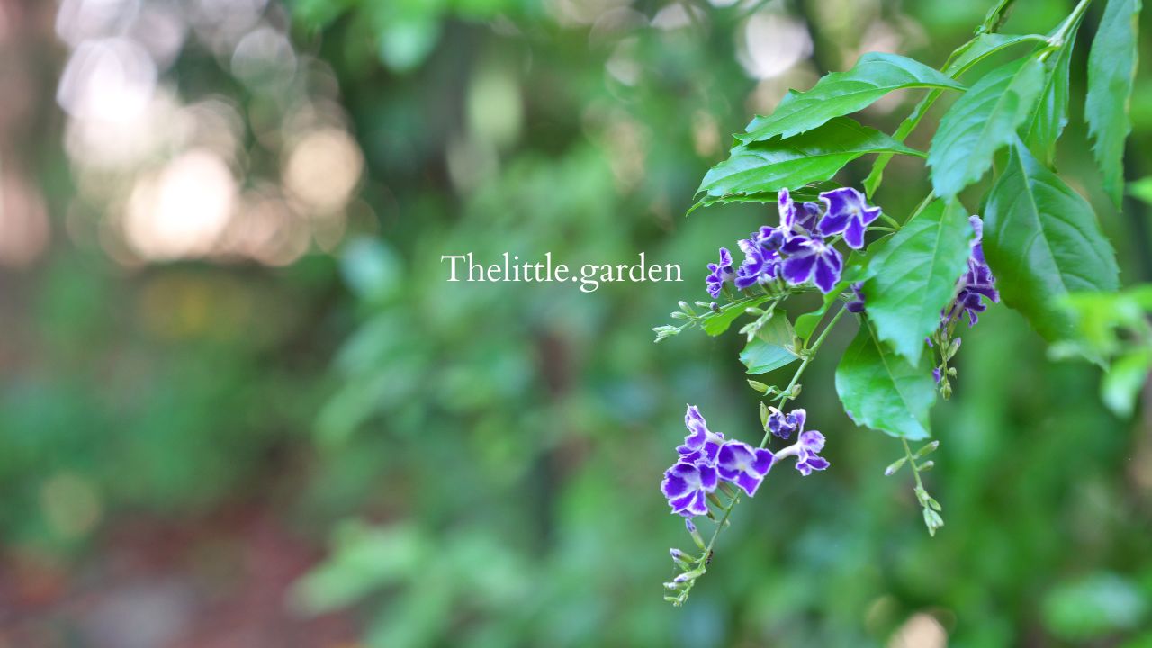 How to Make Duranta Grow Faster and Have Healthier Blooms!