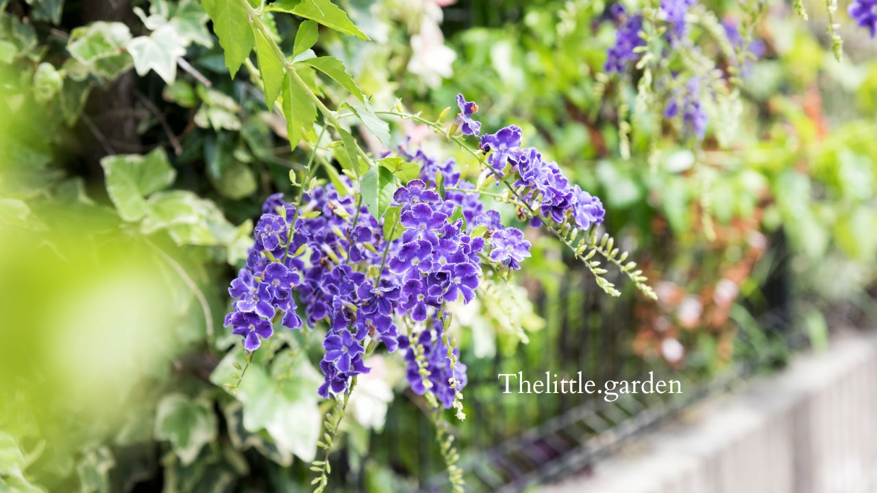 How to Make Duranta Grow Faster and Have Healthier Blooms!