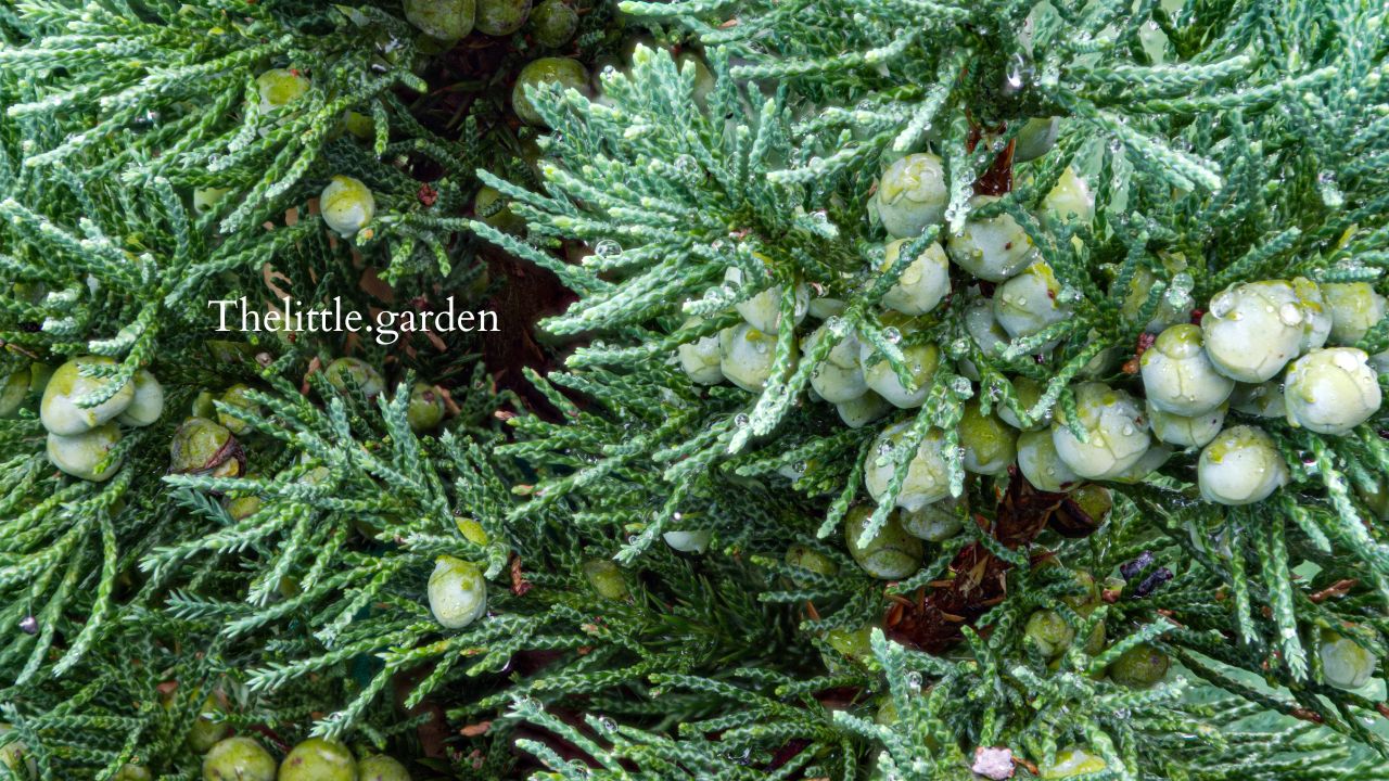 When and How to Trim A Cedar Bush