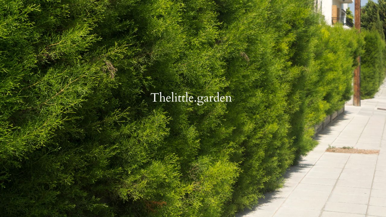 When and How to Trim A Cedar Bush