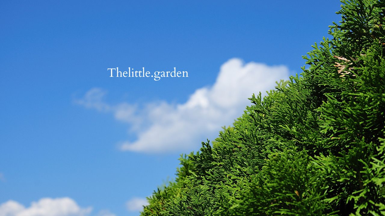 When and How to Trim A Cedar Bush