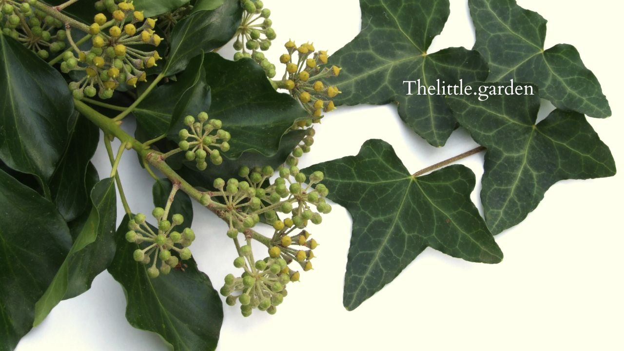 Ivy Growing On Fence: 4 Tips for Successful Planting and Maintenance