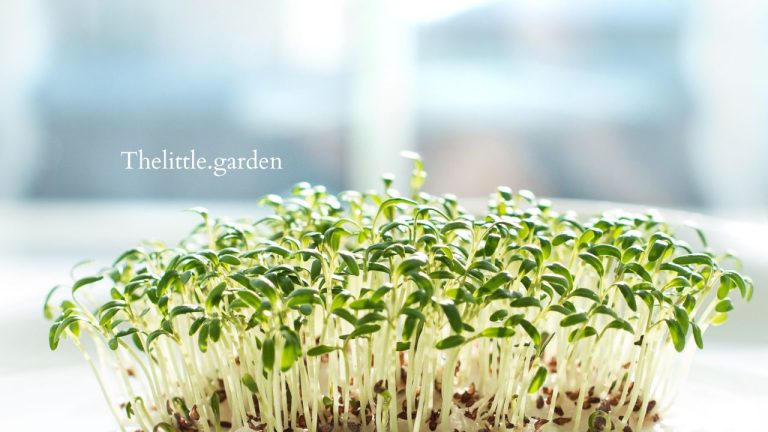 Lettuce Plant Stages Unveiled