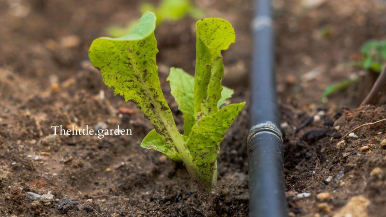 Lettuce Plant Stages Unveiled