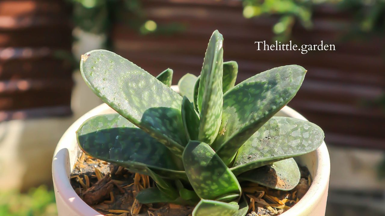 Gasteria Little Warty Plant Care: 8 Keys For A Thriving Succulent